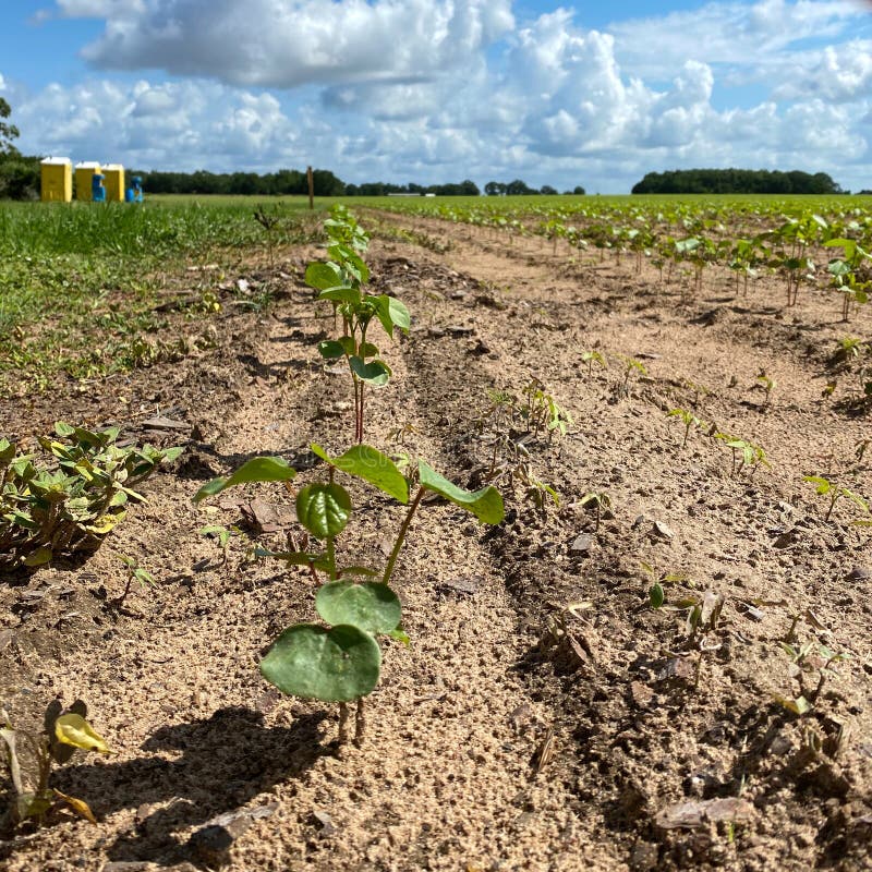 Closeup of Seedlings Planted in Rows on Farm. Stock Image - Image of ...