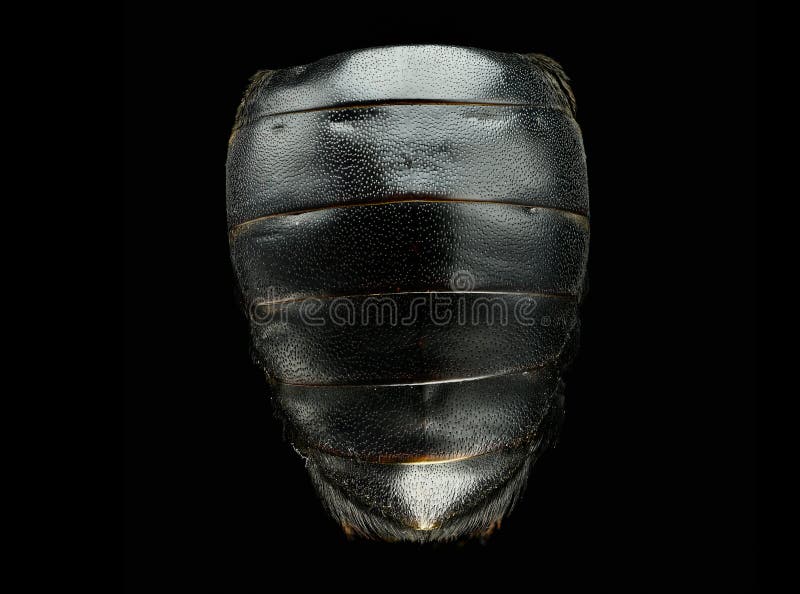 Closeup Segmented Body of Large Black Beetle Stock Photo - Image of ...