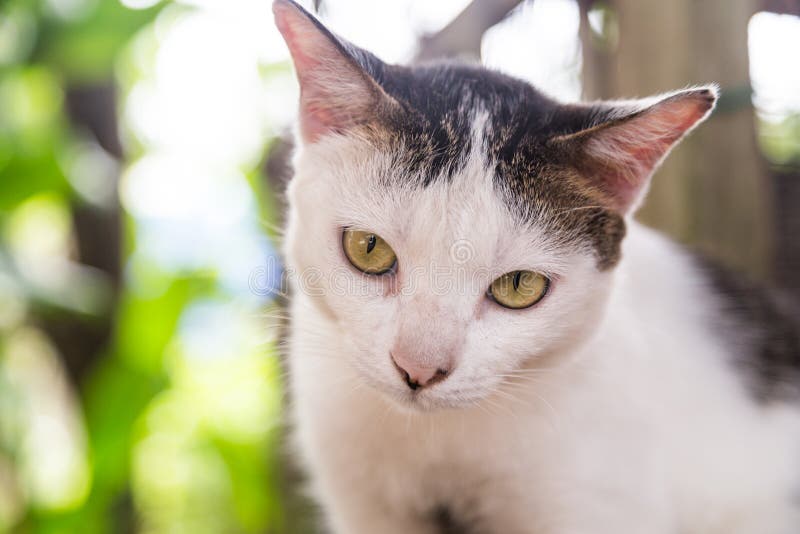 Closeup and Selective Focus on Cat Head Stock Image - Image of domestic ...
