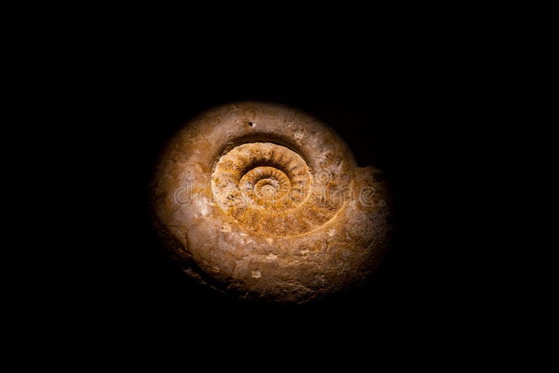 Closeup Selective Focus Of One Old Ancient Shell Spiral Fossil Against ...