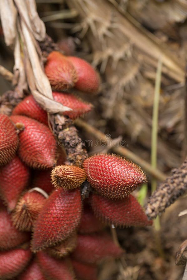Closeup and Selective Focus of Salacca,salak Plant,fruit on Tree Stock ...