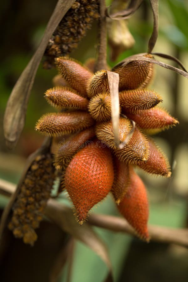 Salak Tree Salacca Zalacca Sweet Variety Fruit Stock Photo - Image of ...