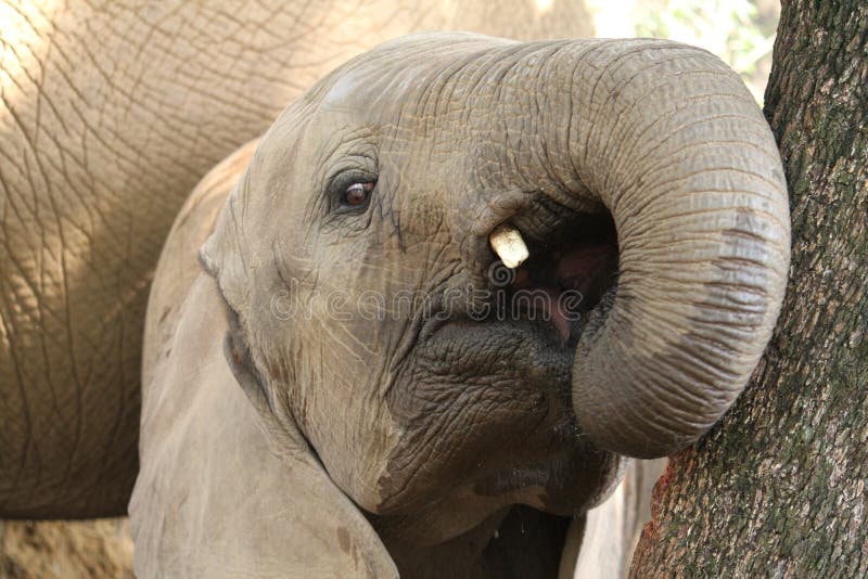 Closeup Selective Focus Shot of a Cute Elephant in a Forest in South ...