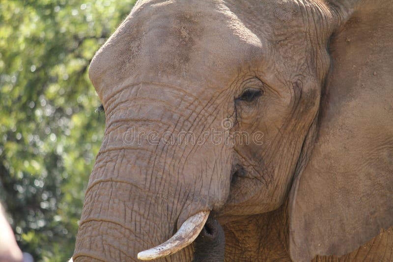 Closeup Selective Focus Shot of a Cute Elephant in a Forest in South ...