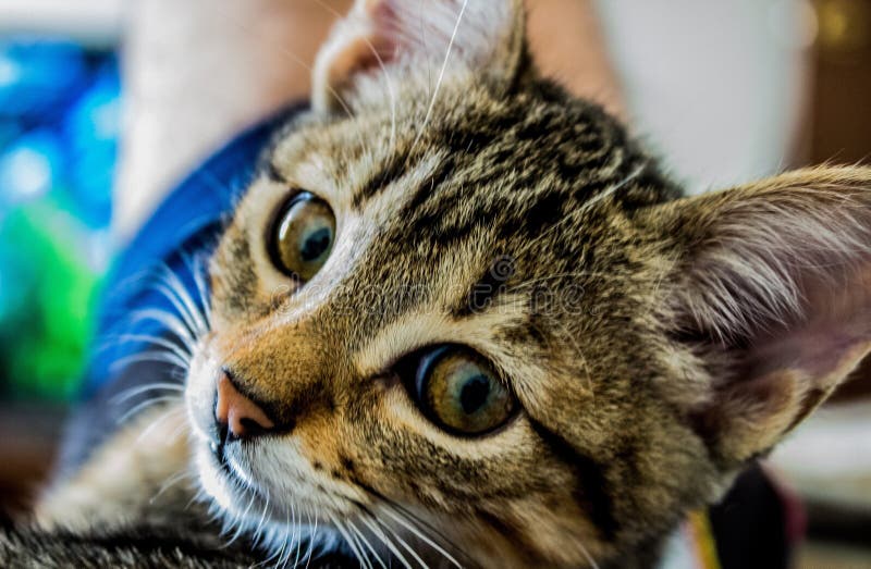 Dragon Li Cat Stock Photos - Free & Royalty-Free Stock Photos from ...