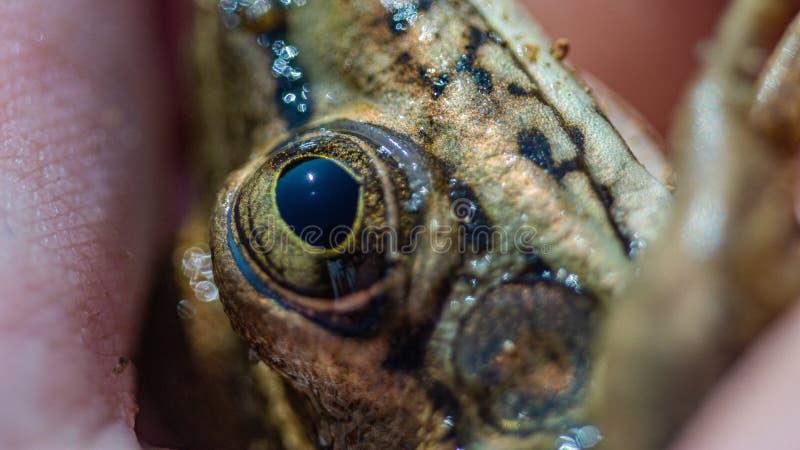 Closeup Selective Focus Shot of a Frog Eye Stock Photo - Image of small ...