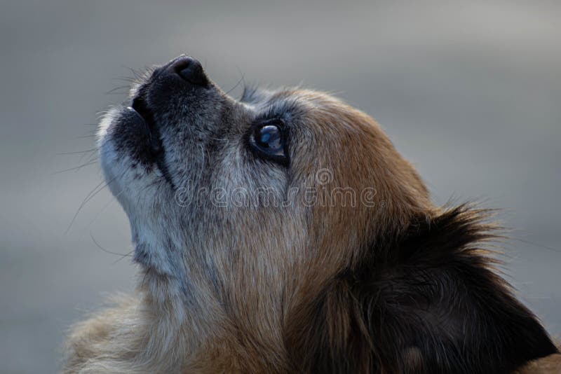 Closeup Selective Focus Shot of a German Spitz Klein Dog Looking Up ...