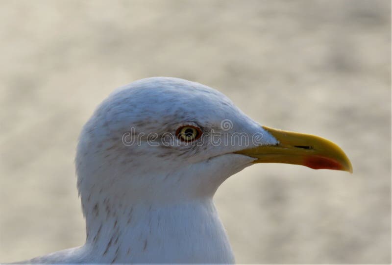Closeup Selective Focus Shot of a Seagull S Head - Perfect for ...