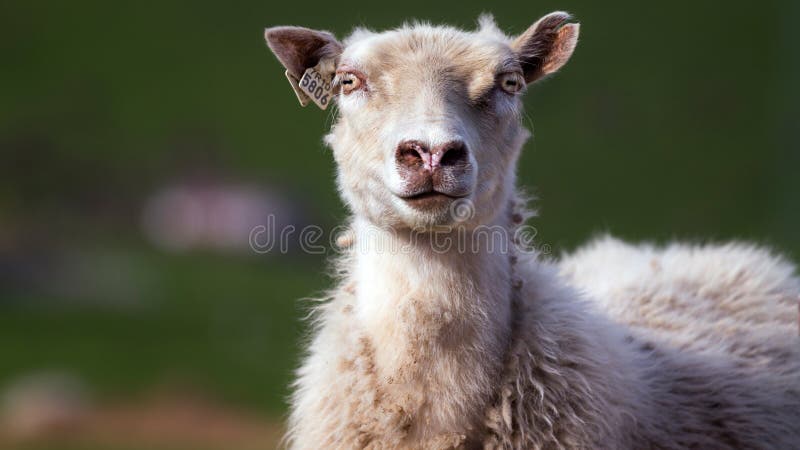 Closeup Selective Focus Shot of a White Fluffy Sheep with an Ear Tag in ...