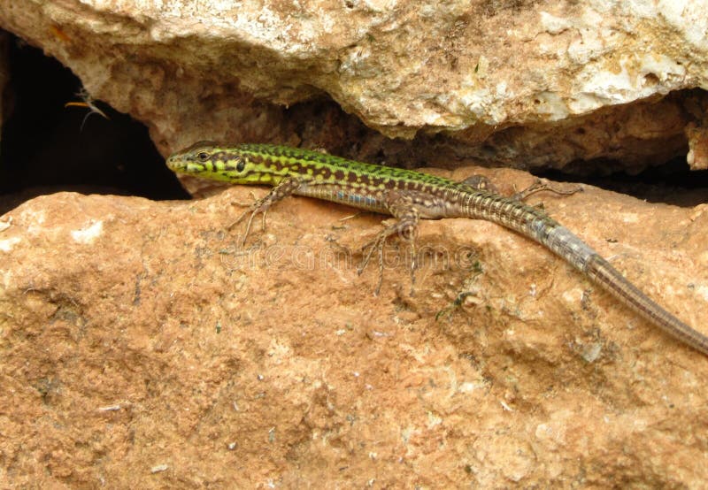 Closeup Selective Shot of a Green Maltese Wall Lizard Sitting on a Rock ...