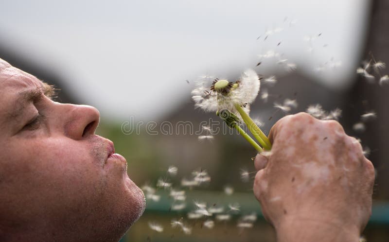 Closeup of Senior Man Blowing Dandelion Stock Photo - Image of male ...