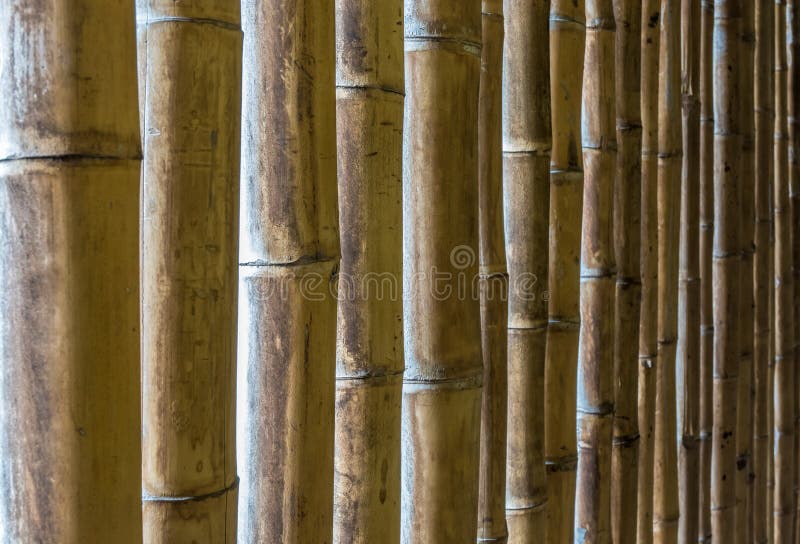 Natural Texture of Bamboo Sticks Stock Photo - Image of background ...