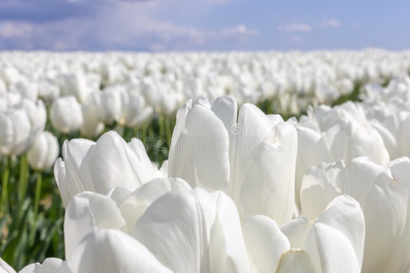 White Tulip Fields stock image. Image of stem, netherlands - 166690503