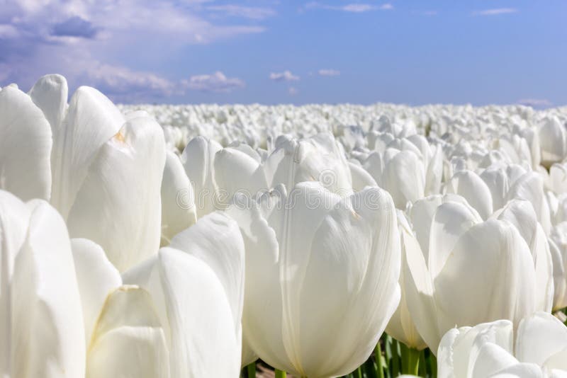 White Tulip Fields stock photo. Image of beautiful, botanical - 166690600