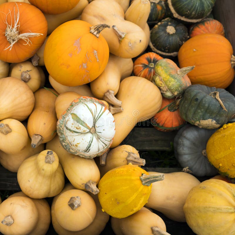 Closeup of Several Different Pumpkins Stock Photo - Image of fruit ...