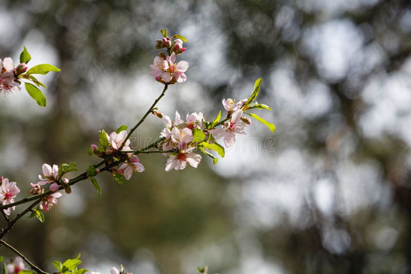 Closeup of Several Light Pink Cherry Blossom Flowe Stock Image - Image ...
