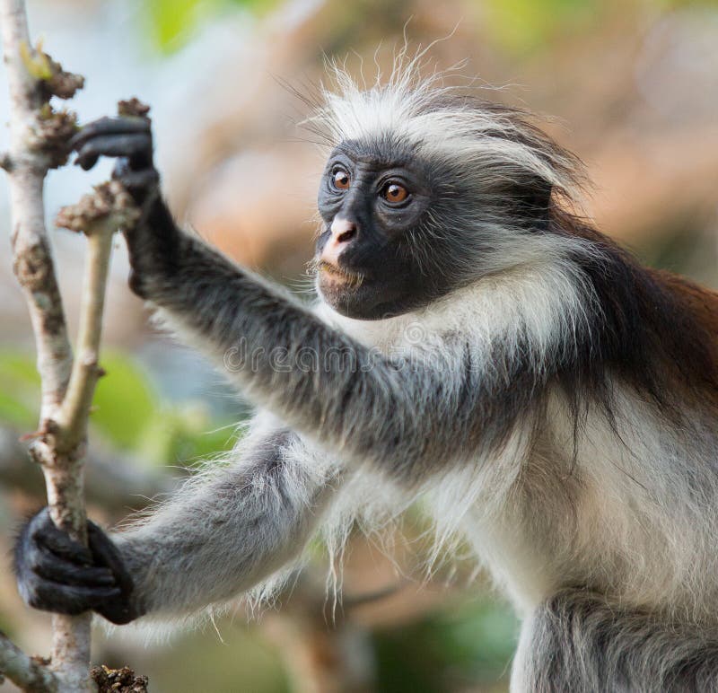 Closeup of Shaggy Red Colobus Monkey Holding on Tree Branches Stock ... Closeup of Shaggy Red Colobus Monkey Holding on Tree Branches Stock ...