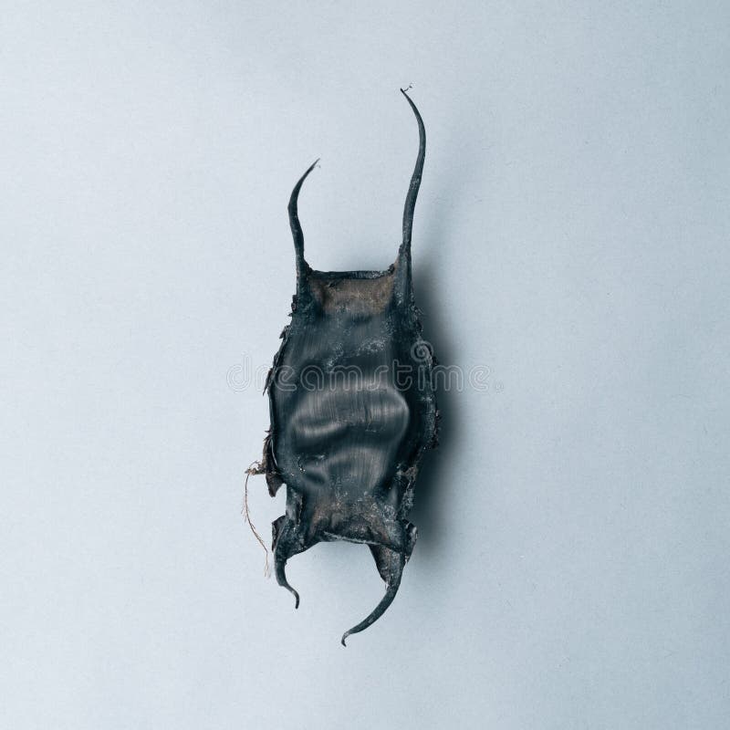 137 Shark Egg Stock Photos - Free & Royalty-Free Stock Photos from ...