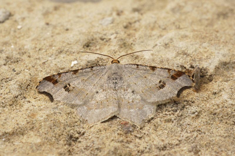 Closeup on the Sharp-angled Peacock Geometer Moth, Macaria Alternata, with Spread Wings on a ...