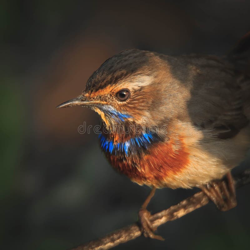 A Closeup and Sharp Image of Blue Throat Bird Which is Selectively ...