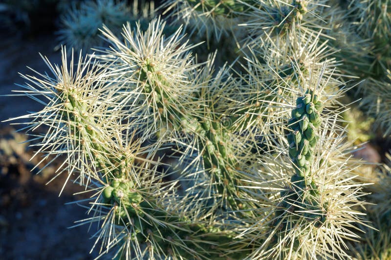 Closeup of Sharp Spines of Jumping Cholla Stock Photo - Image of ...