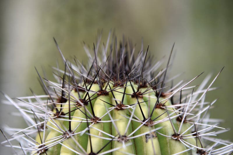 Detail of cactus needles stock photo. Image of closeup - 139034932