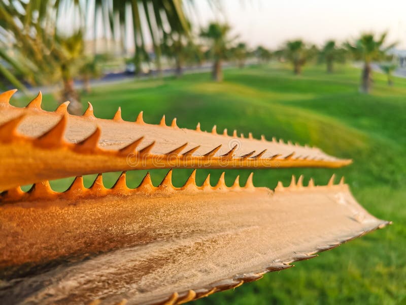 Closeup of Sharp Thorns of a Palm Three and Park in the Background ...