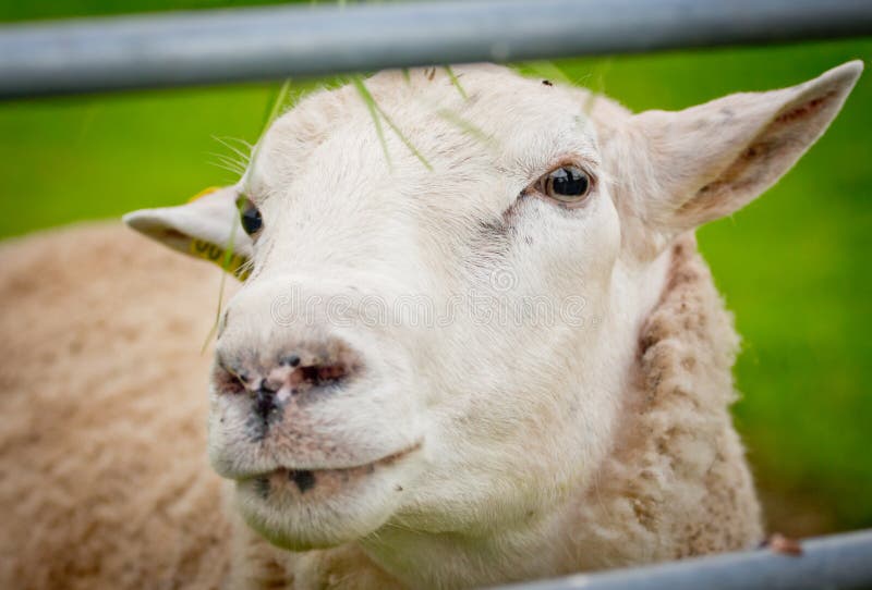 Closeup of a sheep stock image. Image of culture, spring - 32344287