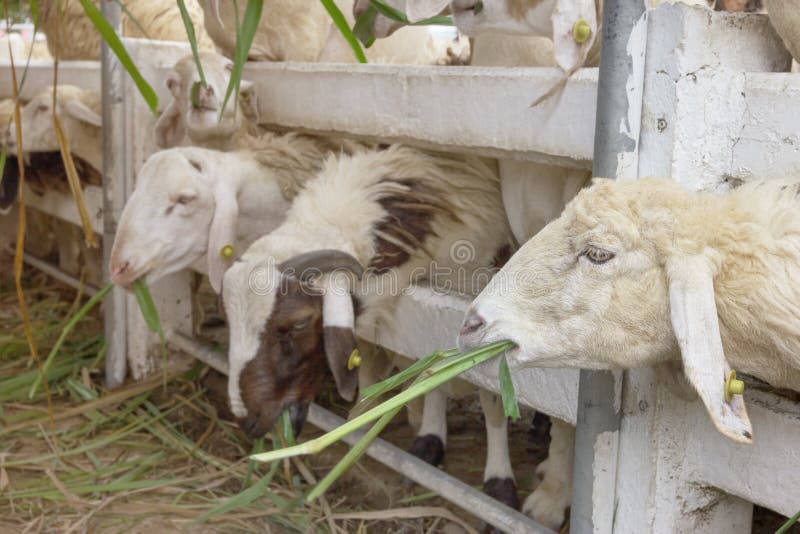 Closeup Sheep Eat Hay. Concept Farm Animal Husbandry Stock Image ...