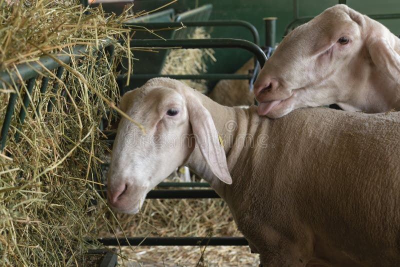 Closeup of Sheep Head in Farm Barn Stock Photo - Image of pasture, lamb ...