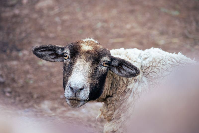Sheep Head Cut in Half with Some Teeth and Muscles on the Black ...