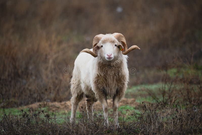 Closeup of Sheep with Horns Looking at Camera Stock Photo - Image of ...