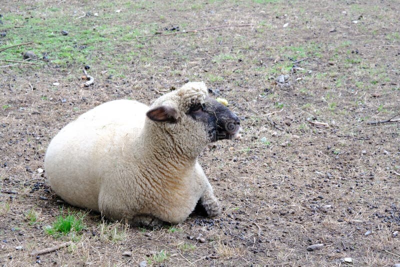 Closeup of a Sheep Lying Down on the Ground Stock Image - Image of ...