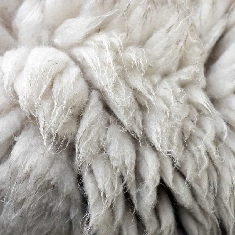 Closeup of Sheepskin on Living Sheep Stock Photo - Image of sheepskin ...