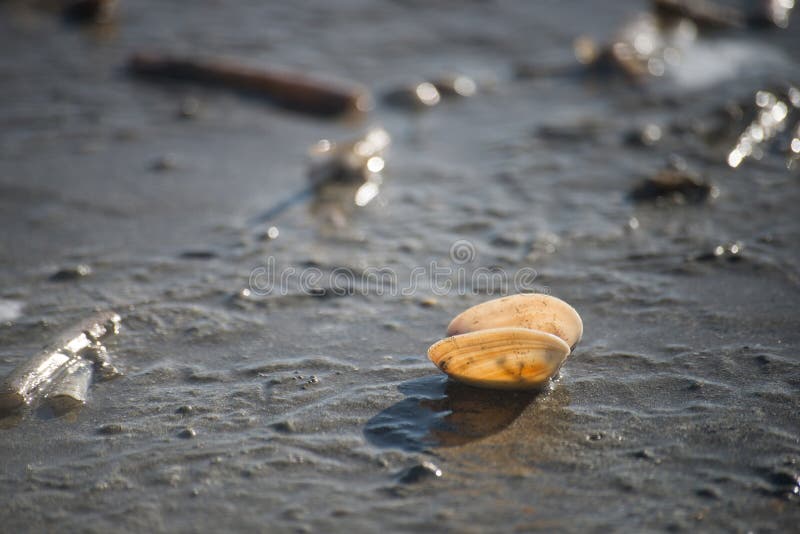 Shell on the Beach by Sunny Day Stock Photo - Image of color, bathing ...