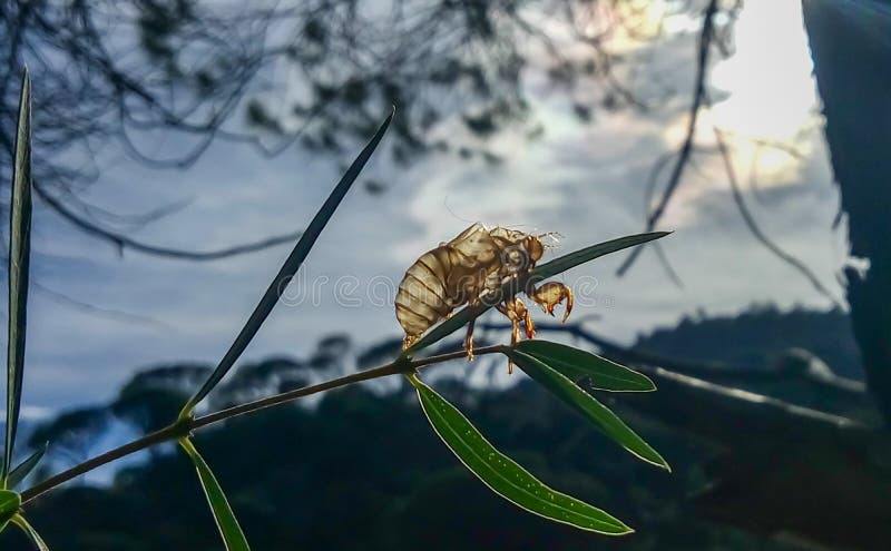Shell of an Insect on a Stem of a Plant, Close-up Stock Photo - Image ...