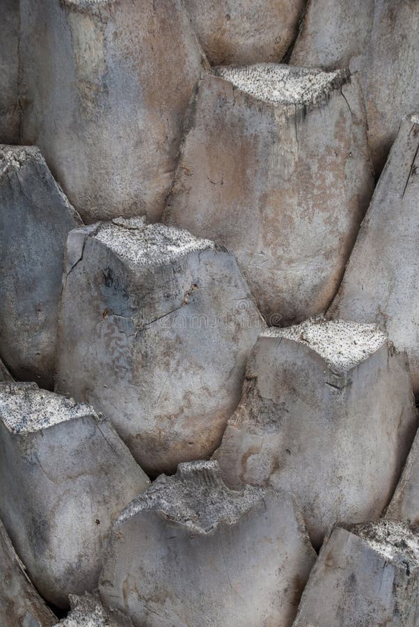 Closeup of Shell Palm Trees Stock Photo - Image of bark, brown: 143255594