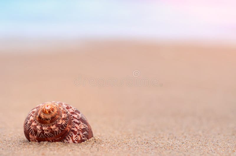 Closeup Shell on Sandy Beach. Natural Summer Background Stock Image ...