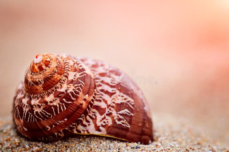 Closeup Shell on Sandy Beach. Natural Summer Background Stock Photo ...