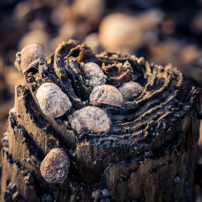Closeup of Shellfish on a Wooden Pole Stock Photo - Image of healthy ...