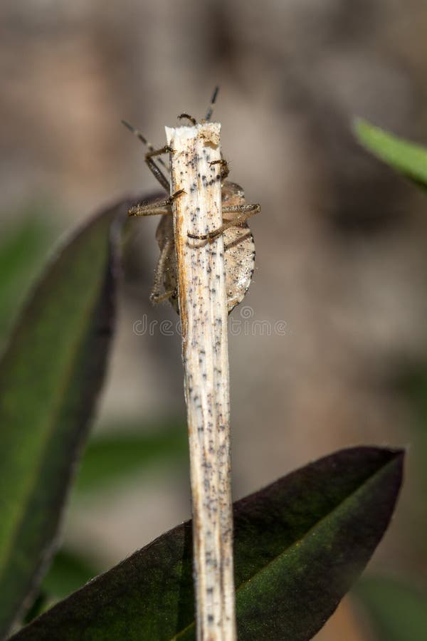 Closeup of a Shield Bug Climbing Stock Photo - Image of insect ...