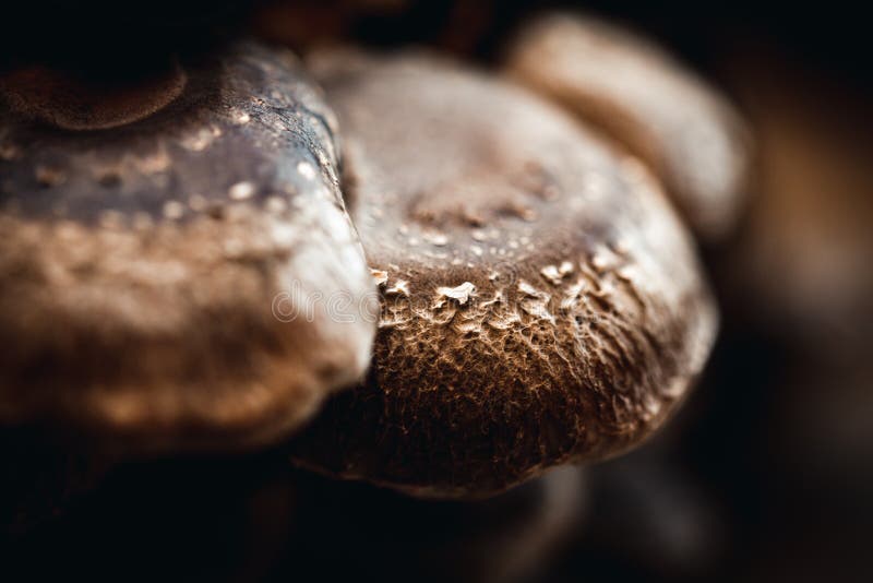 Closeup of Shiitake Mushrooms or Lentinula Edodes Stock Photo - Image ...