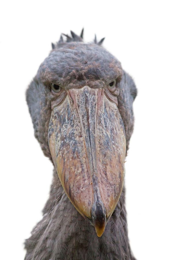 The shoebill closeup. stock photo. Image of shoebill - 54258416