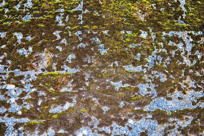Closeup Shoot of Abstract Stone Texture Overgrown with Brown Moss Stock ...