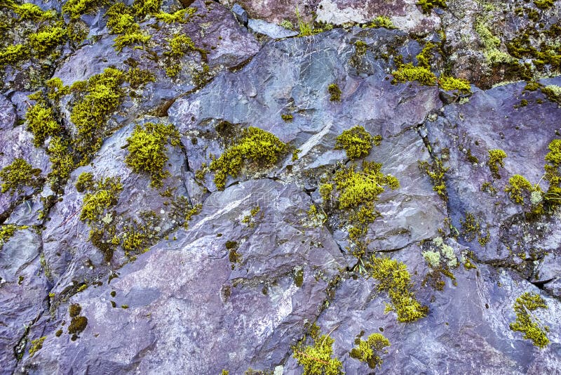 Closeup Shoot of Abstract Stone Texture Overgrown with Green Moss Stock ...