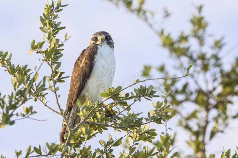 Short-tailed Hawk Perched on a Tree Top Stock Image - Image of bird ...