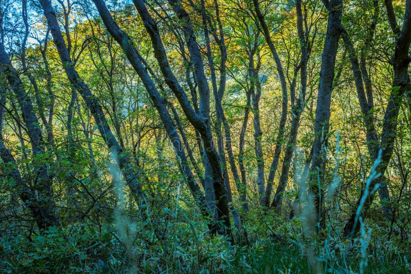 Closeup of Short Tree Trunks in a Dense Forest during Springtime Stock ...