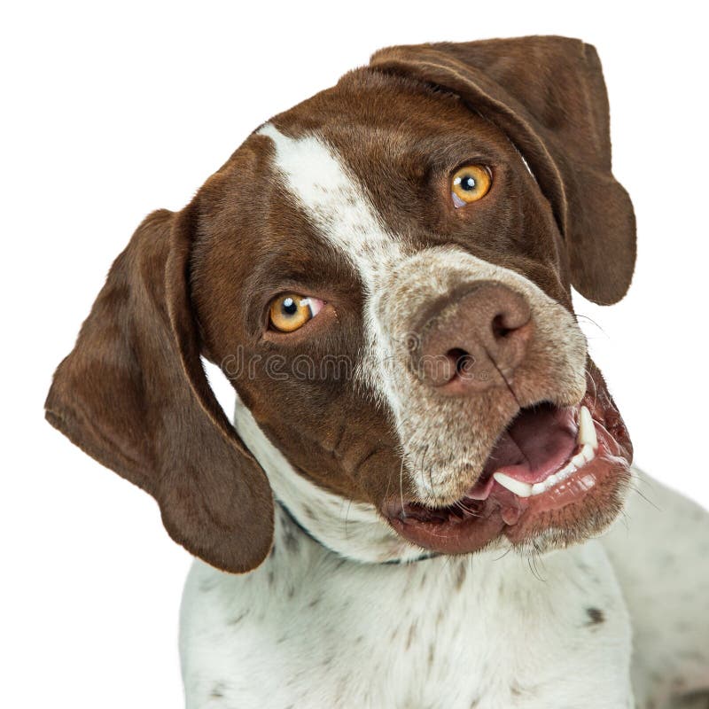 Closeup Shorthaired Pointer Breed Dog Tilting Head Stock Photo - Image ...