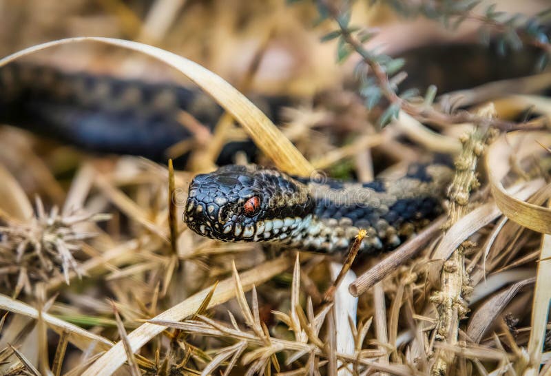 Closeup Shot of an Adder Snake in Dried Plants Stock Photo - Image of ...