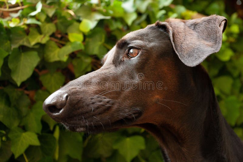 Closeup Shot of an Adorable Dark Brown Dog Face Stock Photo - Image of ...